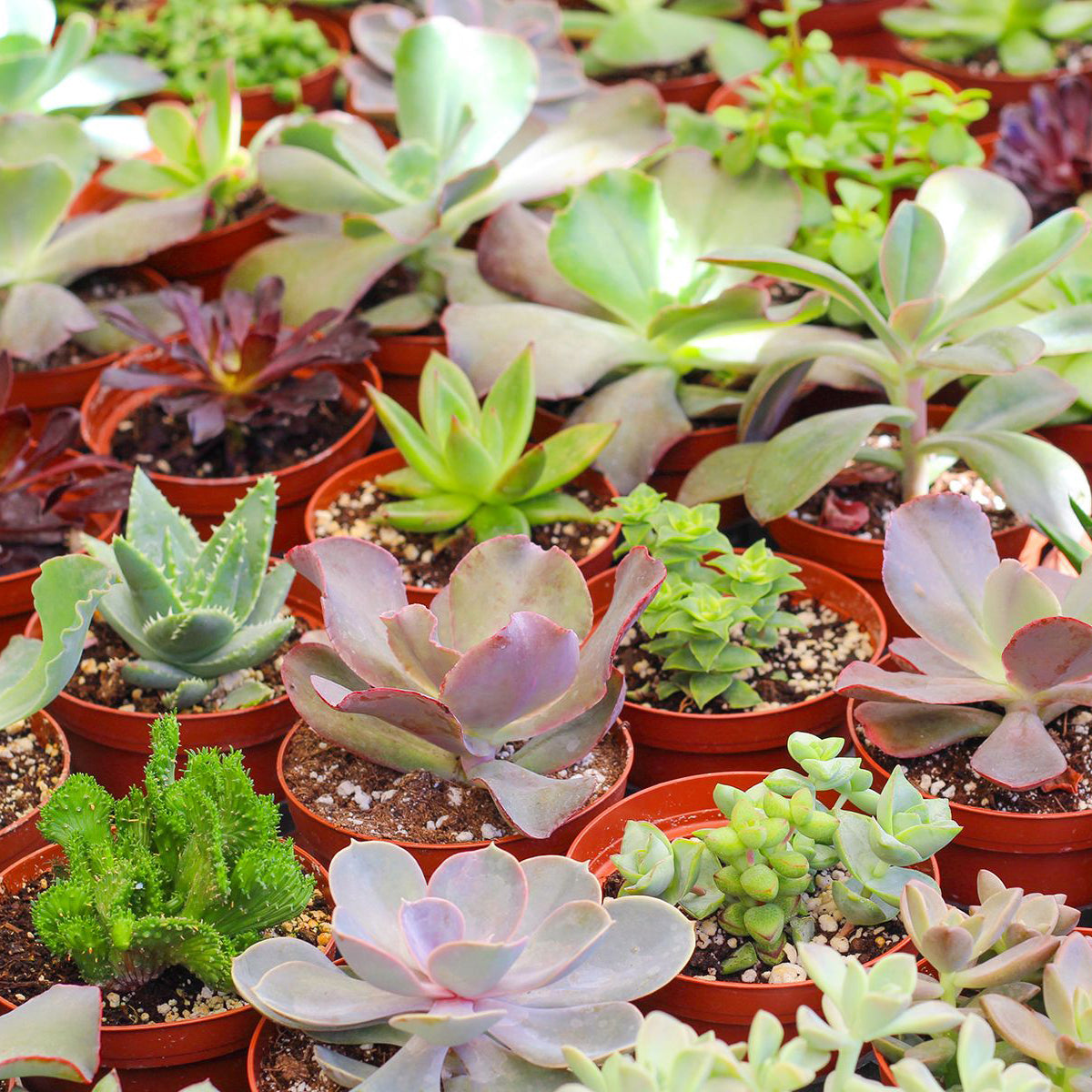 Plant Based Products | 10 Products We Love – Suja Organic